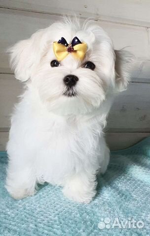 Мальтезе очаровательные девочки и мальчики