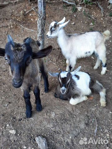 Козлята молочные