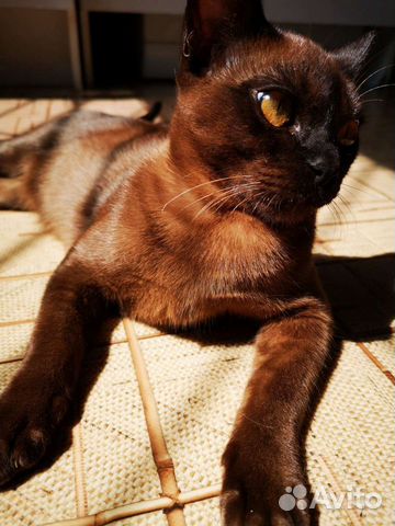 Мальчик соболь