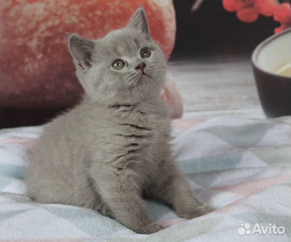 Породистый шотландский котёнок с документами