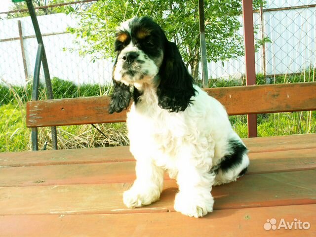 Продается щенок американского кокер спаниеля