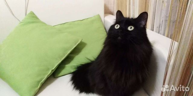 Кошка