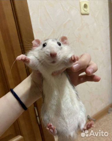 Крыса дамбо с клеткой