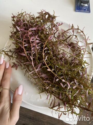 Ротала индика прополка