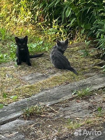 Отдам в хорошие руки котенка