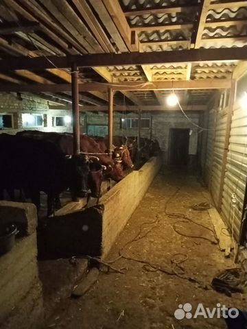 Продам дойных коров со вторым, третьим отелом