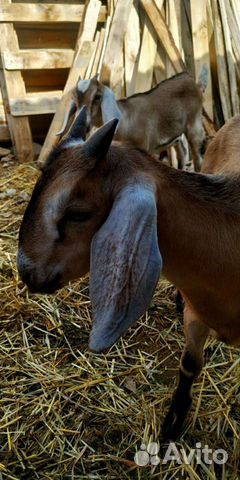Нубийские козы