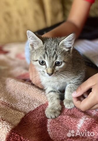 Кошка в дар