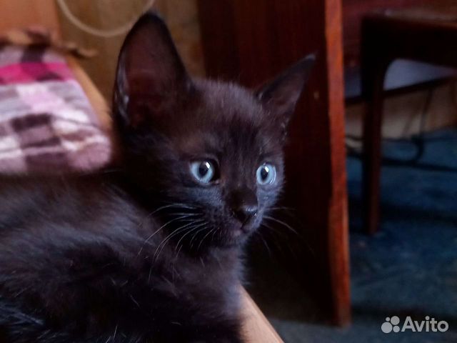 Симпатичные котятки