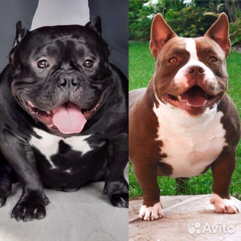 Щенки американский булли