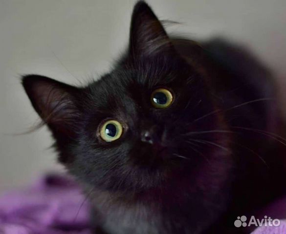 Котята, кошечка в добрые руки