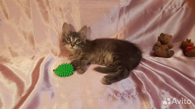Котенок девочка лесная норвежская 2,5мес табби
