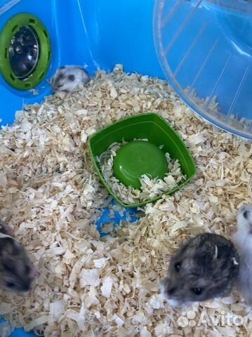 Джунгарский хомяк