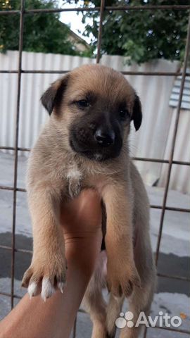 Щенки немецкой овчарки