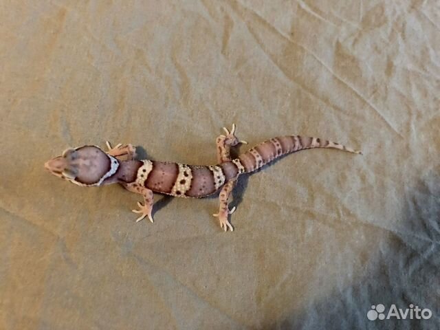 Эублефары пятнистые (малыши 2021 года)