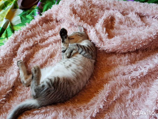 Котенок в добрые руки