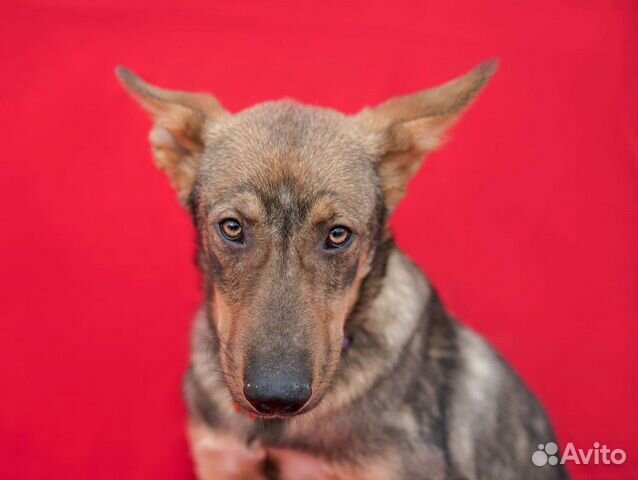 Грей ищет дом Щенок в добрые руки