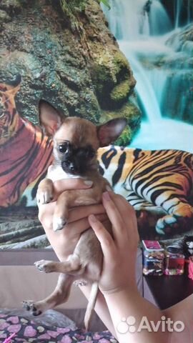 Чихуахуа щенок