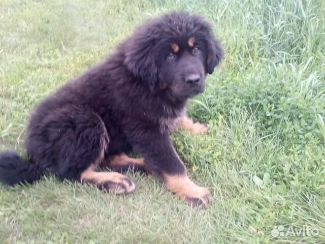 Тибетские мастифы, щенки