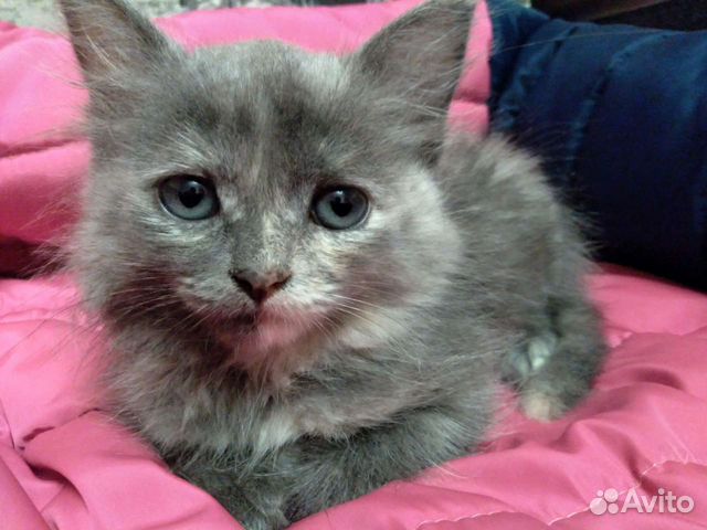 Котенок девочка пушистая