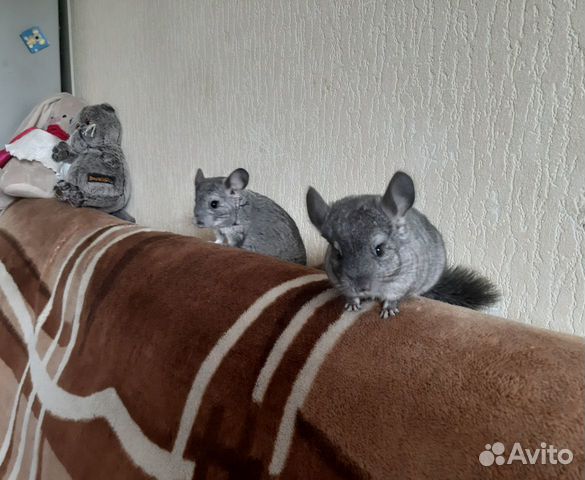 Малыши Шиншиллята Ищут Любящих Хозяев (Цена за 1)