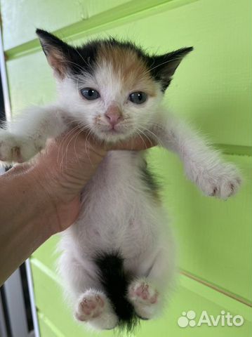 Котенок в хорошие руки