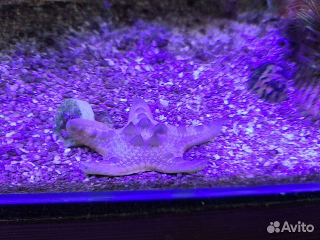 Морская звезда 5 см диаметр примерно