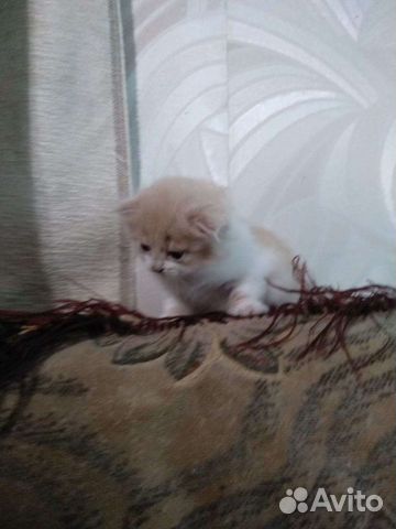 Котик,помесь, очень красивый и умный, рожден 1 июн
