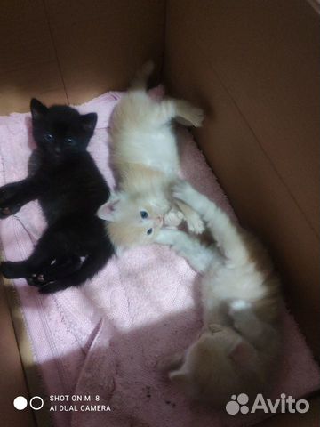 Шикарные пушистики. К лотку приучены