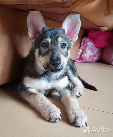 Ушастик, девочка 3 мес., в дар в добрые руки