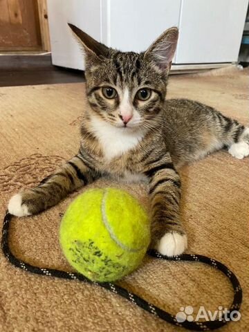 Котенок мальчик Тиша 3 мес