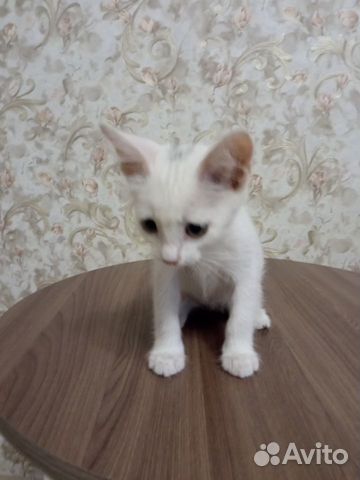 Котята в добрые руки мальчики