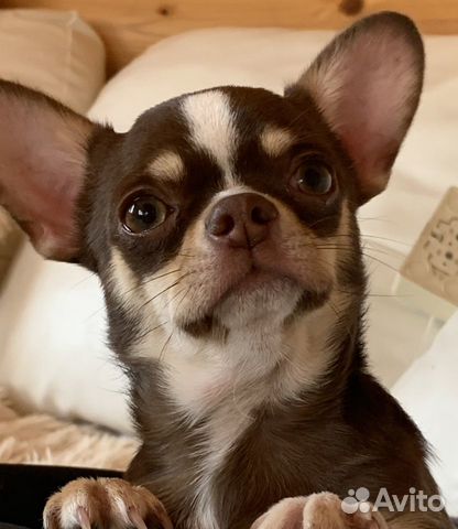 Чихуахуа мальчик