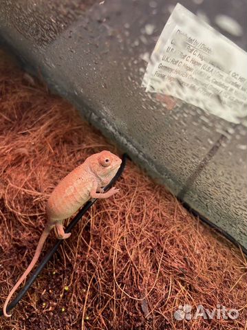 Пантеровый хамелеон