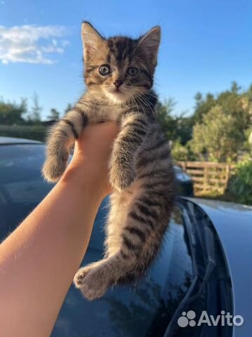 Котенок мальчик бесплатно