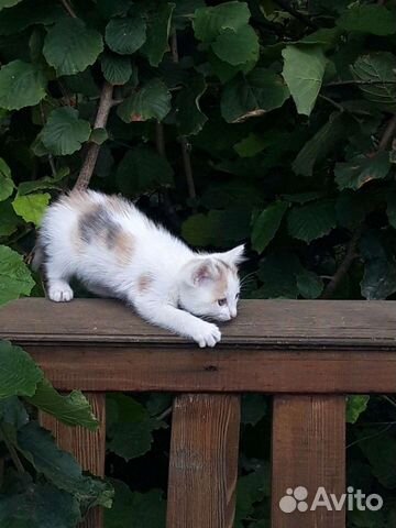 Котята в добрые руки, рыжий кот, трёхшерстная коше