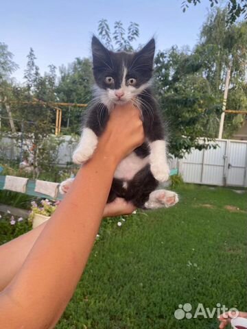 Котята по 2 месяца отдаю в добрые руки ) большая к