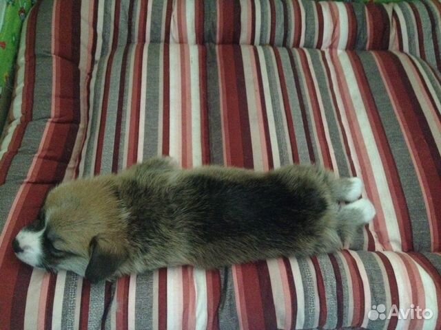 Вельш Корги Пемброк