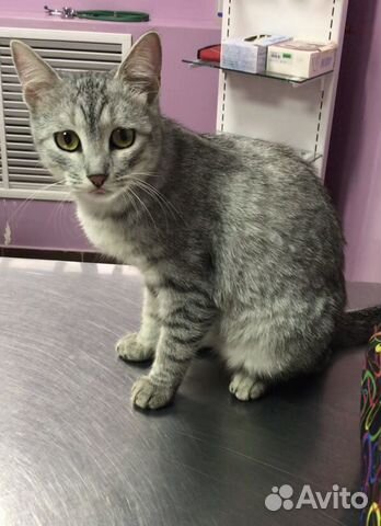 Пристраивается киска малышка