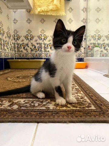 Котята в дар