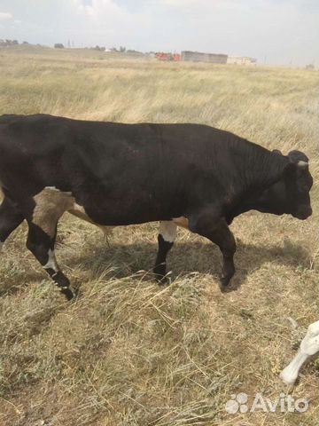 Телята быки телки