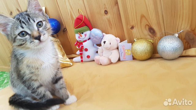 Котенок ангел