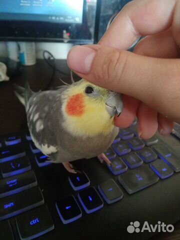 Попугай корелла самец