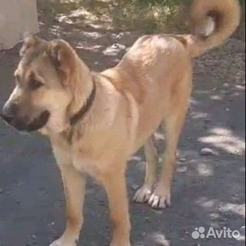 Армянский гампр