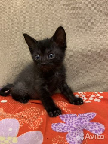 Британские вислоухие котята