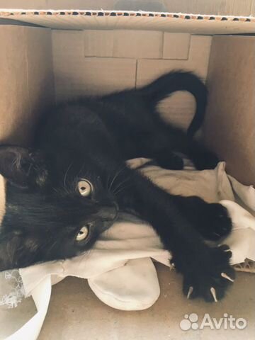 Черный котенок