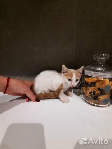 Отдам рыже-белого котенка девочку в добрые руки