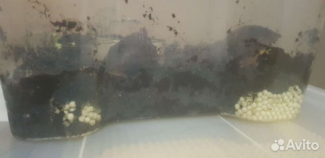 Улитки ахатины бесплатно