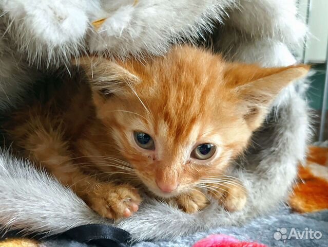 Рыжий котёнок в дар