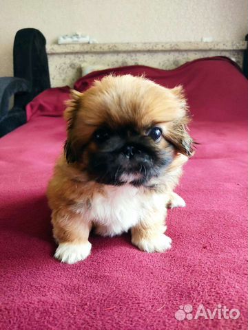 Пекинес девочка